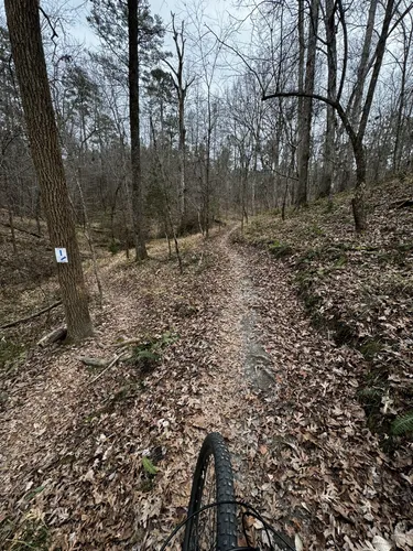 Best Hikes and Trails in Harbison State Forest | AllTrails