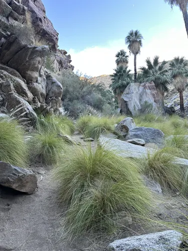 Best Hikes and Trails in Cahuilla Native American Land - Indian Canyons ...