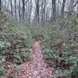 Morrison Loop Trail, Pennsylvania - 338 Reviews, Map | AllTrails