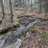 Morrison Loop Trail, Pennsylvania - 338 Reviews, Map | AllTrails