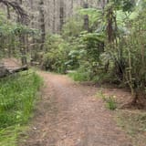 Riverhead Forest Loop Track, Auckland, New Zealand - 65 Reviews, Map ...