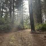 Riverhead Forest Loop Track, Auckland, New Zealand - 65 Reviews, Map ...