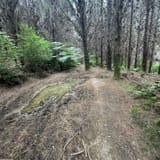 Riverhead Forest Loop Track, Auckland, New Zealand - 65 Reviews, Map ...