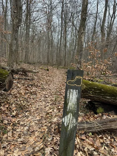 Best Bird Watching Trails in Yellowwood State Forest | AllTrails