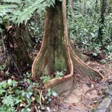 Angelito Trail, East Region, Puerto Rico - 571 Reviews, Map | AllTrails