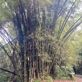 Angelito Trail, East Region, Puerto Rico - 571 Reviews, Map | AllTrails