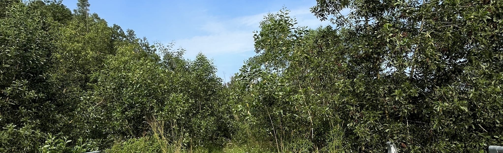 Sungai Long Hill Trail, Selangor, Malaysia - 220 Reviews, Map | AllTrails