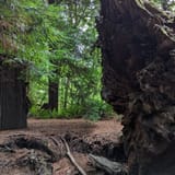 Stout Memorial Grove Trail, California - 2,261 Reviews, Map | AllTrails