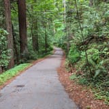 Stout Memorial Grove Trail, California - 2,261 Reviews, Map | AllTrails
