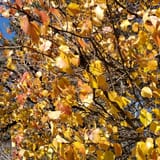 KSU Walking Path, Georgia - 61 Reviews, Map | AllTrails