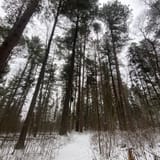 Lost '40' Trail, Minnesota - 182 Reviews, Map | AllTrails