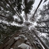 Lost '40' Trail, Minnesota - 182 Reviews, Map | AllTrails