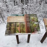 Lost '40' Trail, Minnesota - 182 Reviews, Map | AllTrails