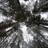 Lost '40' Trail, Minnesota - 182 Reviews, Map | AllTrails