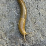 Presidio Loop Trail, California - 1,492 Reviews, Map | AllTrails