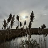 Barn Island Wildlife Management Area Trail, Connecticut - 586 Reviews ...