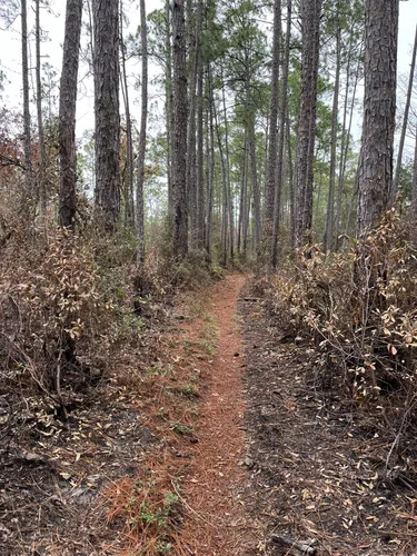 Best Hikes and Trails in Pine Log State Forest | AllTrails