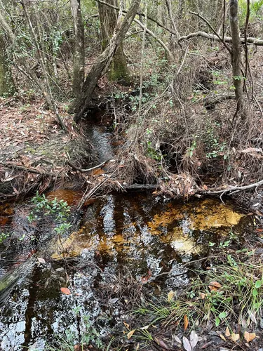 Best Hikes and Trails in Pine Log State Forest | AllTrails