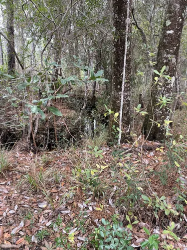 Best Hikes and Trails in Pine Log State Forest | AllTrails