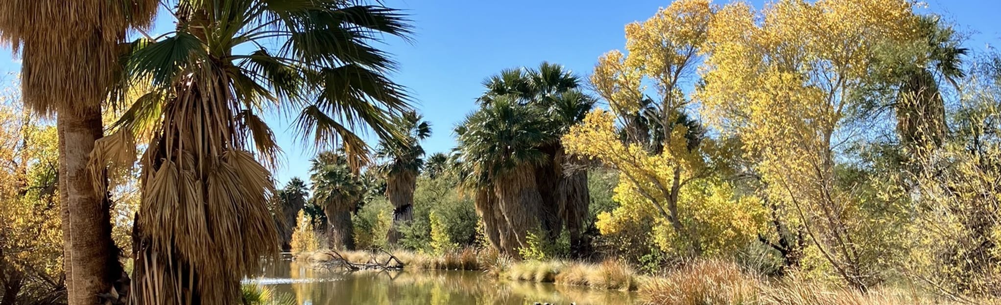 Agua Caliente Park Loop Trail , Arizona - 244 Reviews, Map | AllTrails