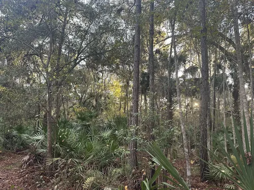 Best Hikes and Trails in Seminole State Forest | AllTrails