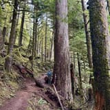 Boulder River Trail, Washington - 1,679 Reviews, Map | AllTrails