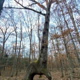 Hickory Ridge Outer Trail, Tennessee - 385 Reviews, Map | AllTrails