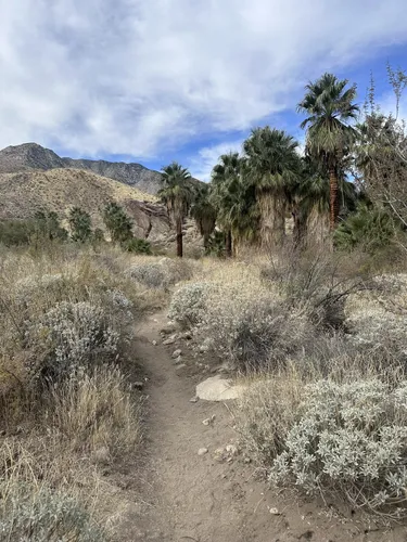 Best Hikes and Trails in Cahuilla Native American Land - Indian Canyons ...