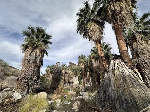 Best Hikes and Trails in Cahuilla Native American Land - Indian Canyons ...