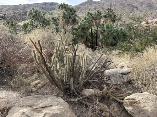 Best Hikes and Trails in Cahuilla Native American Land - Indian Canyons ...