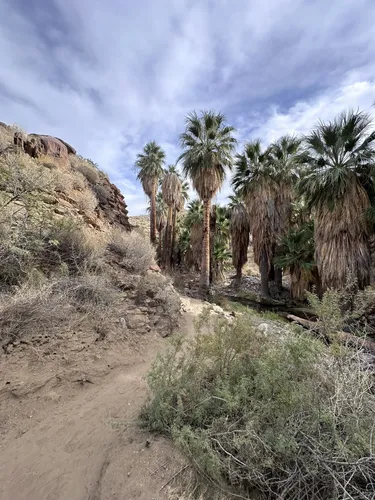 Best Hikes and Trails in Cahuilla Native American Land - Indian Canyons ...