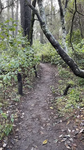 Best Trail Running Trails in La Montaña Malinche o Matlalcuéyatl ...