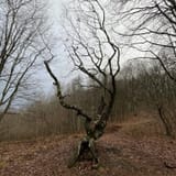 Blue Ridge Gap to Sharp Top, Georgia - 99 Reviews, Map | AllTrails