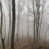 Blue Ridge Gap to Sharp Top, Georgia - 99 Reviews, Map | AllTrails