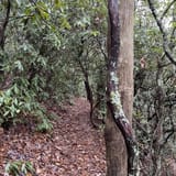 Blue Ridge Gap to Sharp Top, Georgia - 118 Reviews, Map | AllTrails