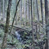 Heybrook Ridge via Leovy Trail, Washington - 1,440 Reviews, Map | AllTrails