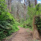 Tanglefoot Short Loop, Victoria, Australia - 334 Reviews, Map | AllTrails