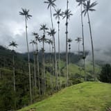 Cocora Valley Loop, Quindío, Colombia - 201 Reviews, Map | AllTrails