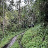 Cocora Valley Loop, Quindío, Colombia - 201 Reviews, Map | AllTrails