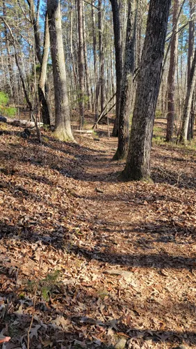 Best Hikes and Trails in Blue Ridge Lake Recreation Area | AllTrails