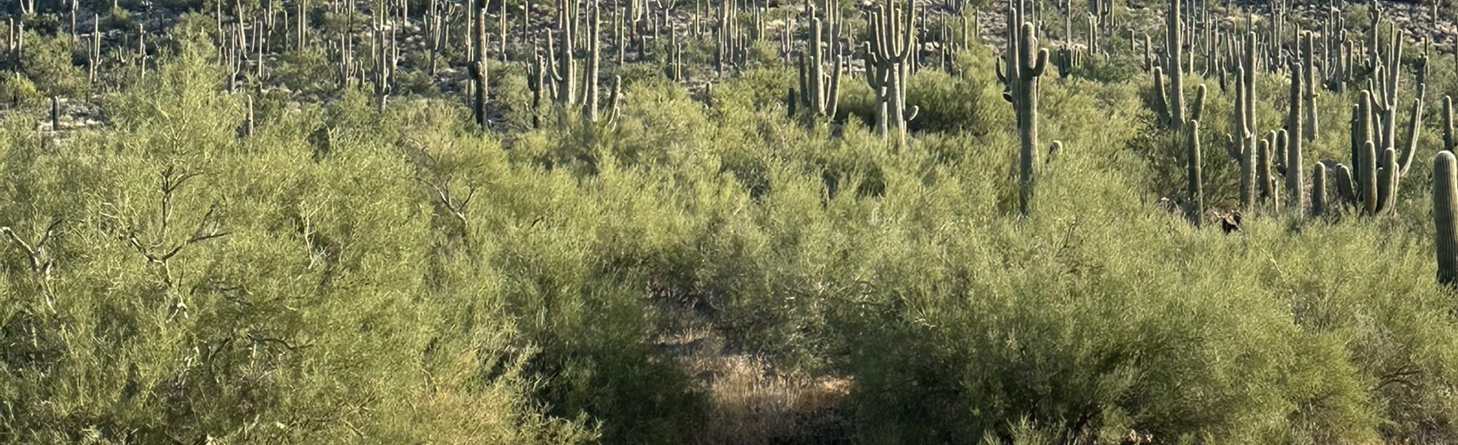 Apache Peak via Maricopa Trail, Arizona - 159 Reviews, Map | AllTrails