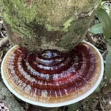 Poona Lake, Queensland, Australia - 73 Reviews, Map | AllTrails