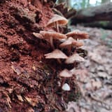 Nolte State Park Deep Lake, Washington - 580 Reviews, Map | AllTrails