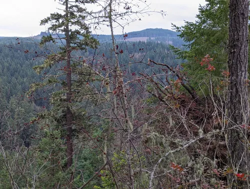 Best Hikes and Trails in Molalla River Corridor Recreation Area | AllTrails