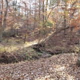 Wild Azalea Trail, Louisiana - 340 Reviews, Map | AllTrails