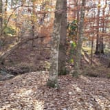 Wild Azalea Trail, Louisiana - 340 Reviews, Map | AllTrails