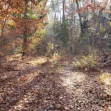 Wild Azalea Trail, Louisiana - 340 Reviews, Map | AllTrails