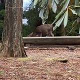 Mount Atago Loop, Kyoto, Japan - 182 Reviews, Map | AllTrails