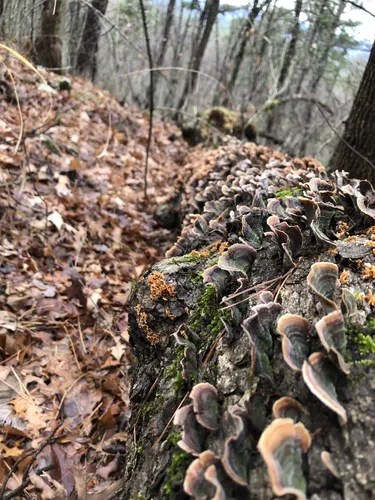 Best Hikes and Trails in Talihina | AllTrails