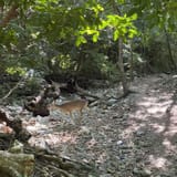 Reef Bay Trail, Saint John, US Virgin Islands - 916 Reviews, Map ...
